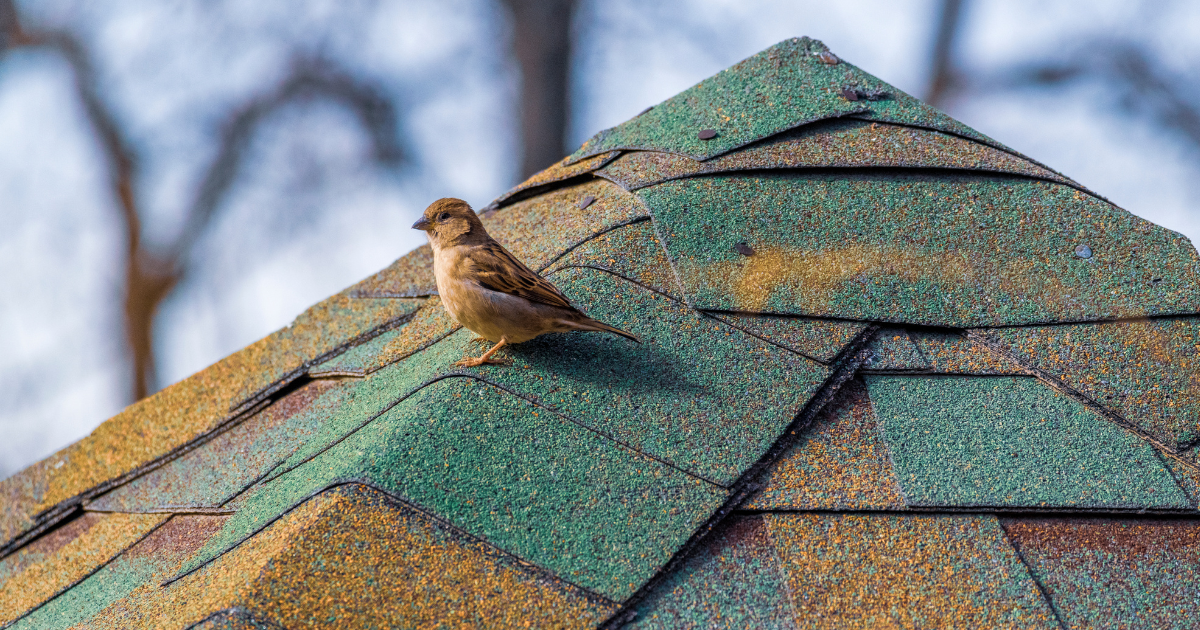 Animals in Your Flue? - Raleigh NC - Durham NC - Mr. Smokestack